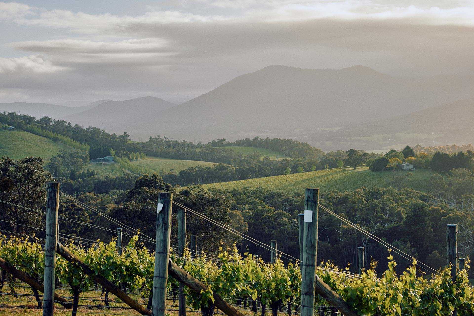 Melanie Chester: “The wines were a lightning strike” | Square Mile