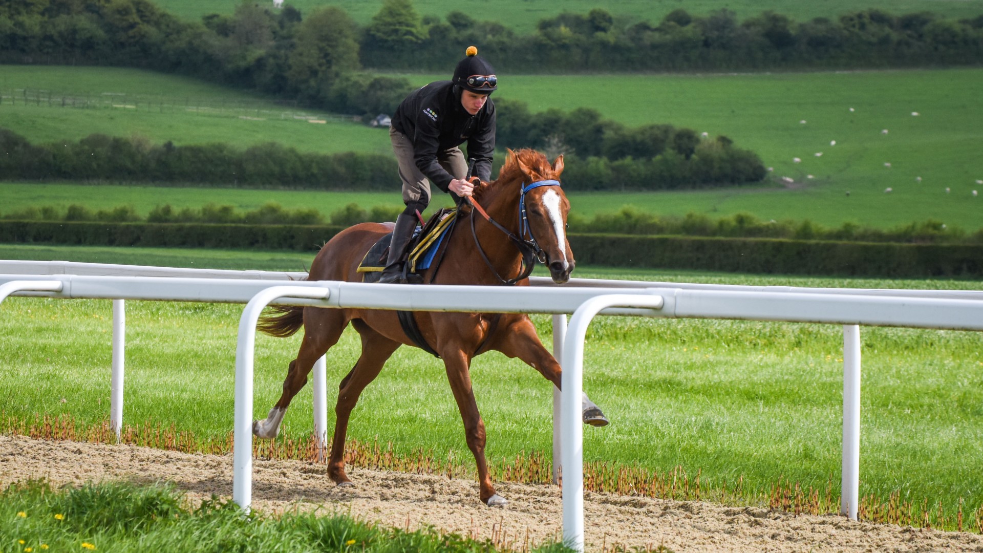 How to train a racehorse | Square Mile