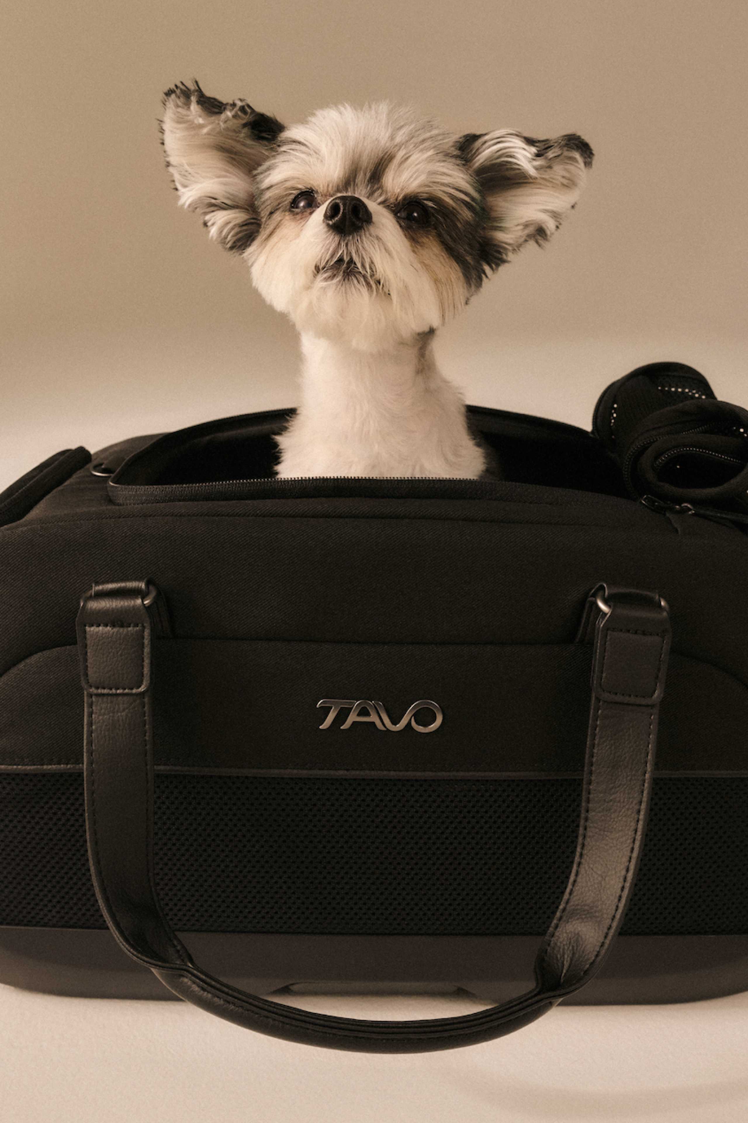 Travel your pets properly with Tavo | Square Mile